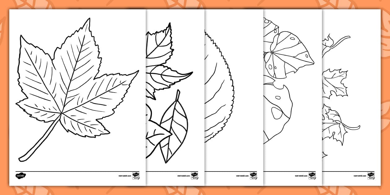 Fall Leaves Coloring Sheets (teacher made) - Twinkl
