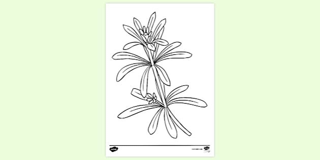 Goose Grass Colouring | Colouring Sheets - Twinkl