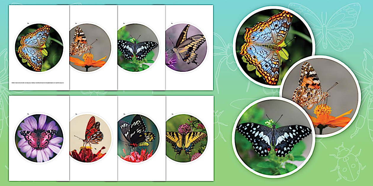 Butterfly Circle Display Photo Cut-Outs (teacher made)
