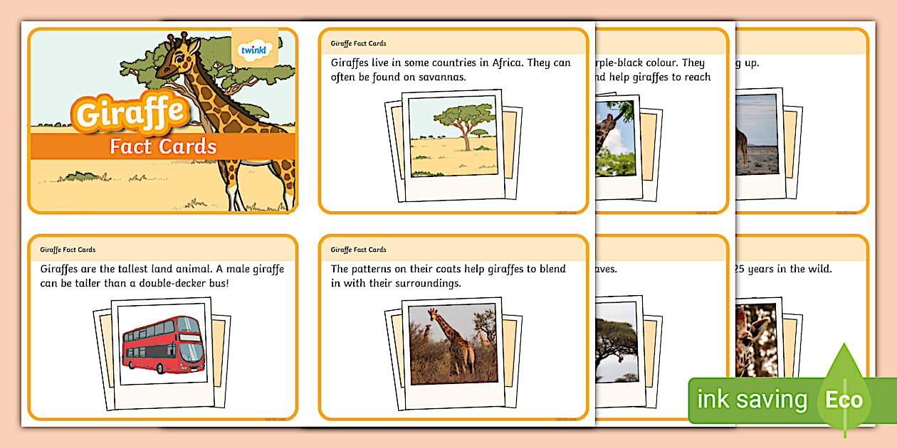 KS1 Giraffe Fact Cards - Twinkl