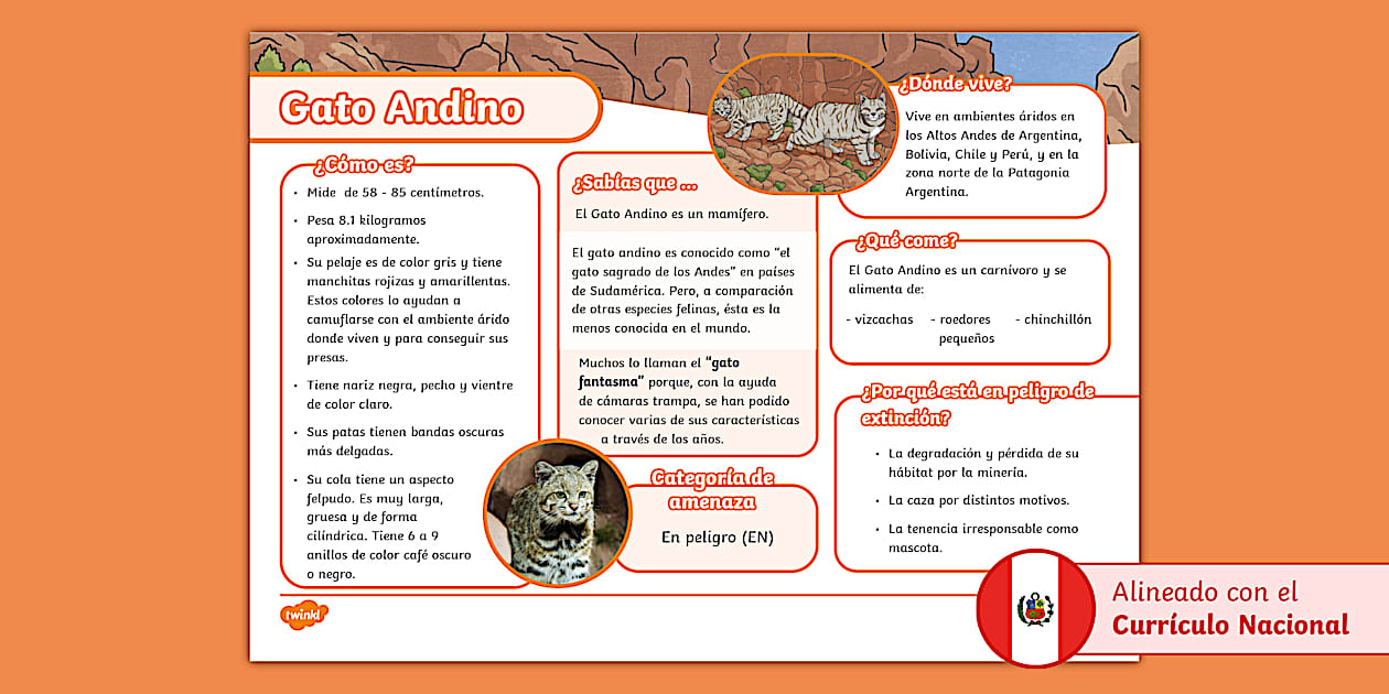 Texto informativo: Gato Andino (professor feito) - Twinkl