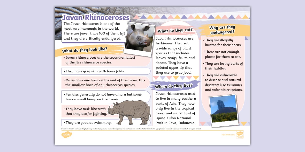 KS1 Javan Rhinoceros Fact File | Science | Animals | Twinkl