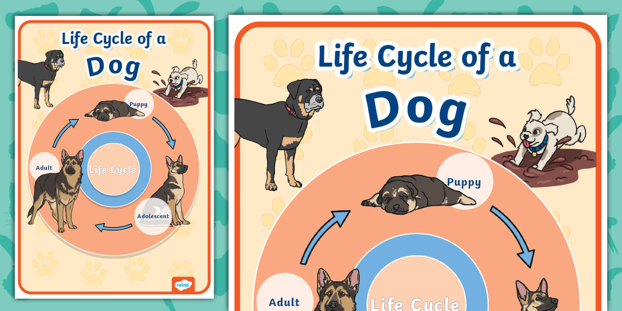 Dog Life Cycle Display Poster (teacher made) - Twinkl