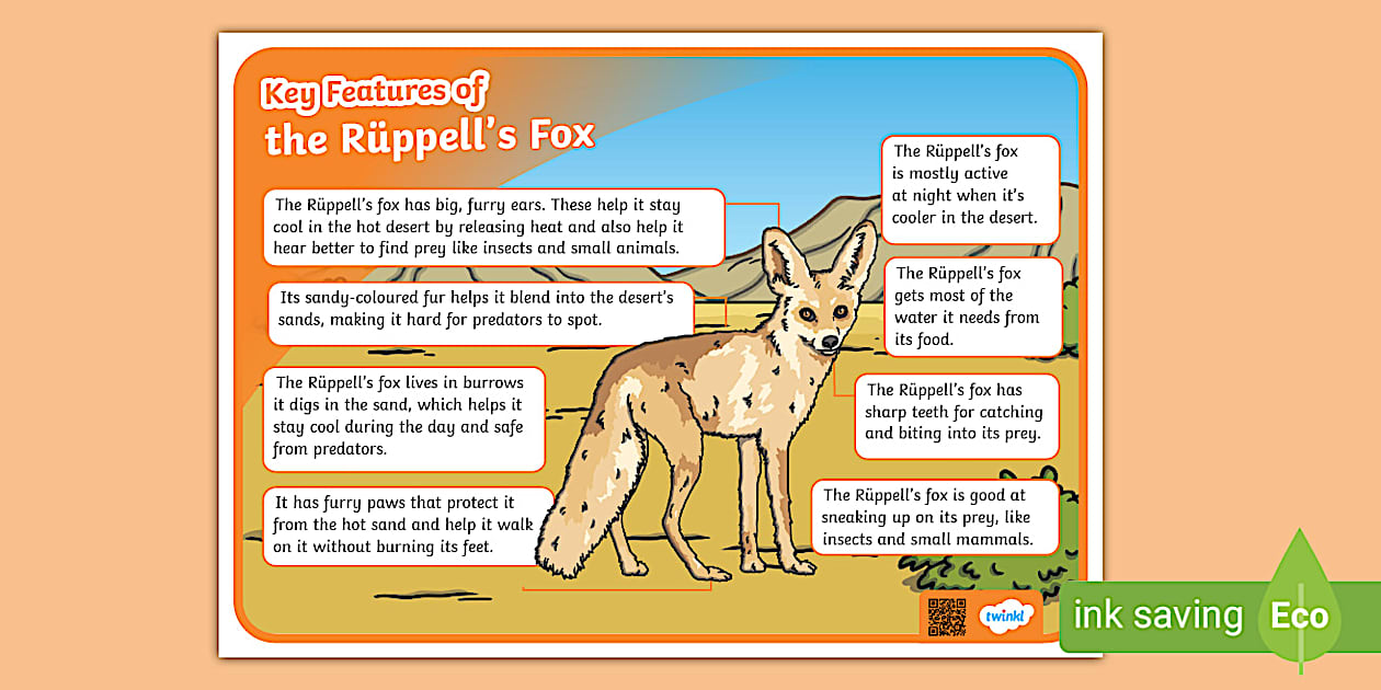 Key Features of the Rüppell's Fox (teacher made) - Twinkl