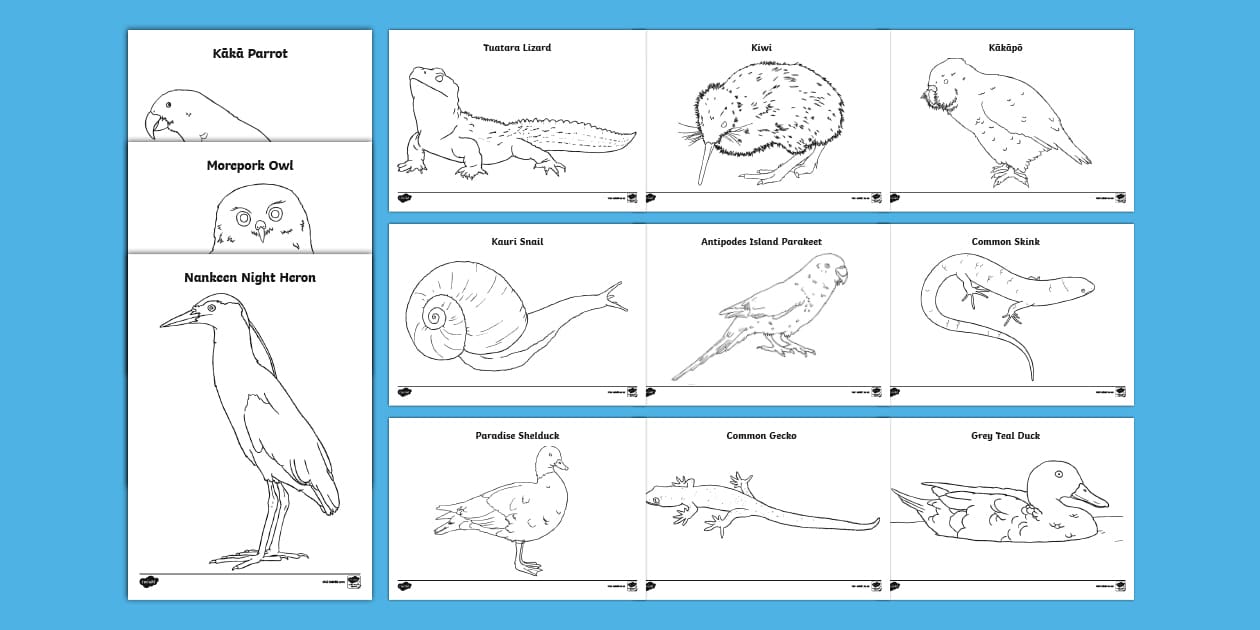 NZ Animals & Kiwi Wildlife Colouring Pages / Pictures