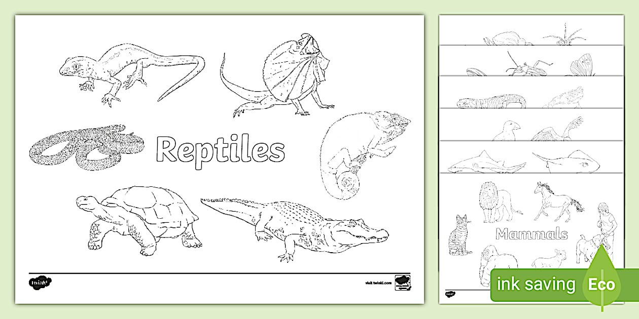 Animals Including Humans KS2 Colouring Pack - Twinkl