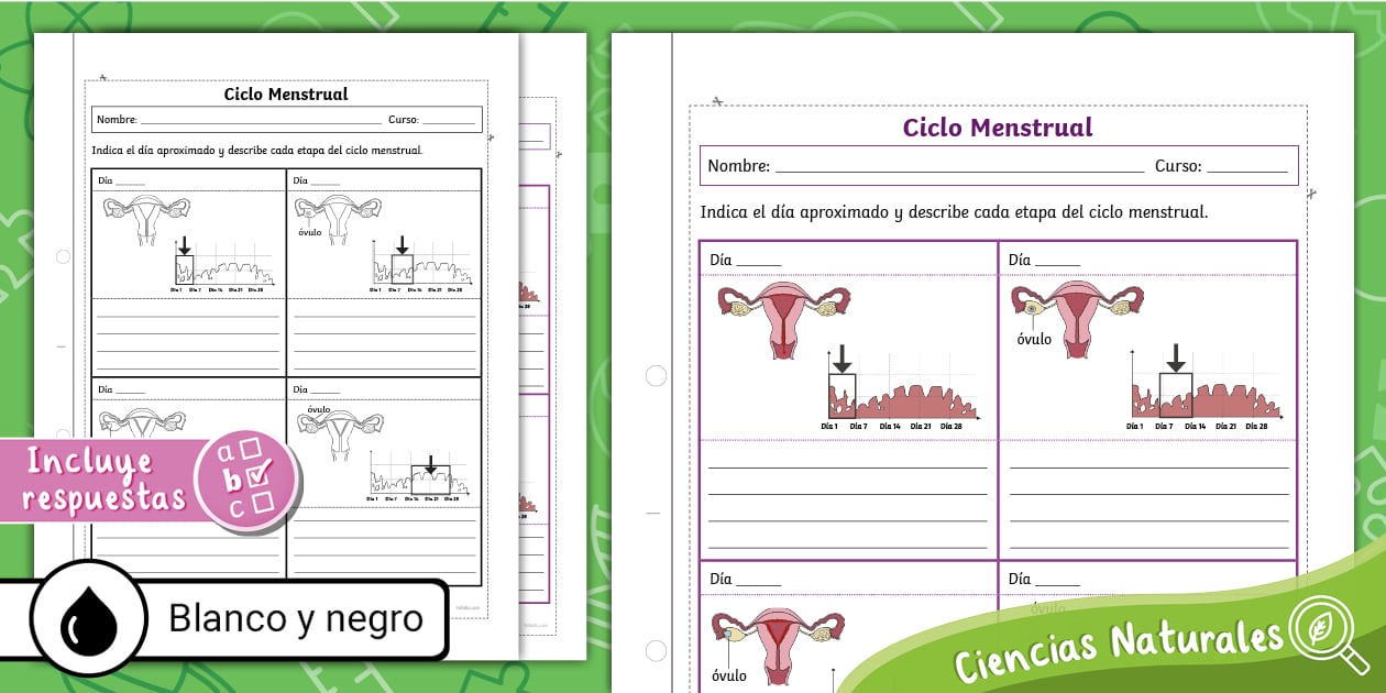 Ciclo Menstrual | Menstruación | Útero | Menarquia | Ciclo