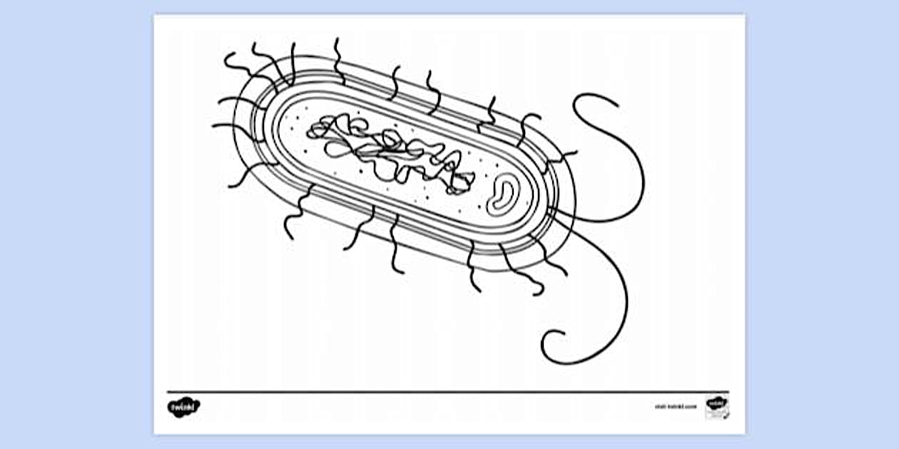 Bacterial Cell Colouring | Colouring Sheets (teacher made)