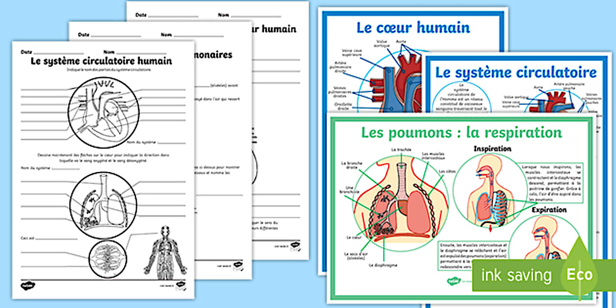 Ensemble de ressources : le corps humain (teacher made)