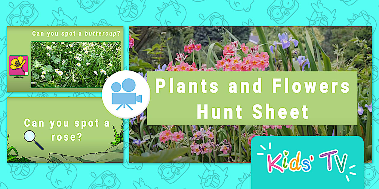 Summer Flower Hunt - Activities for Kids - Twinkl Kids' TV