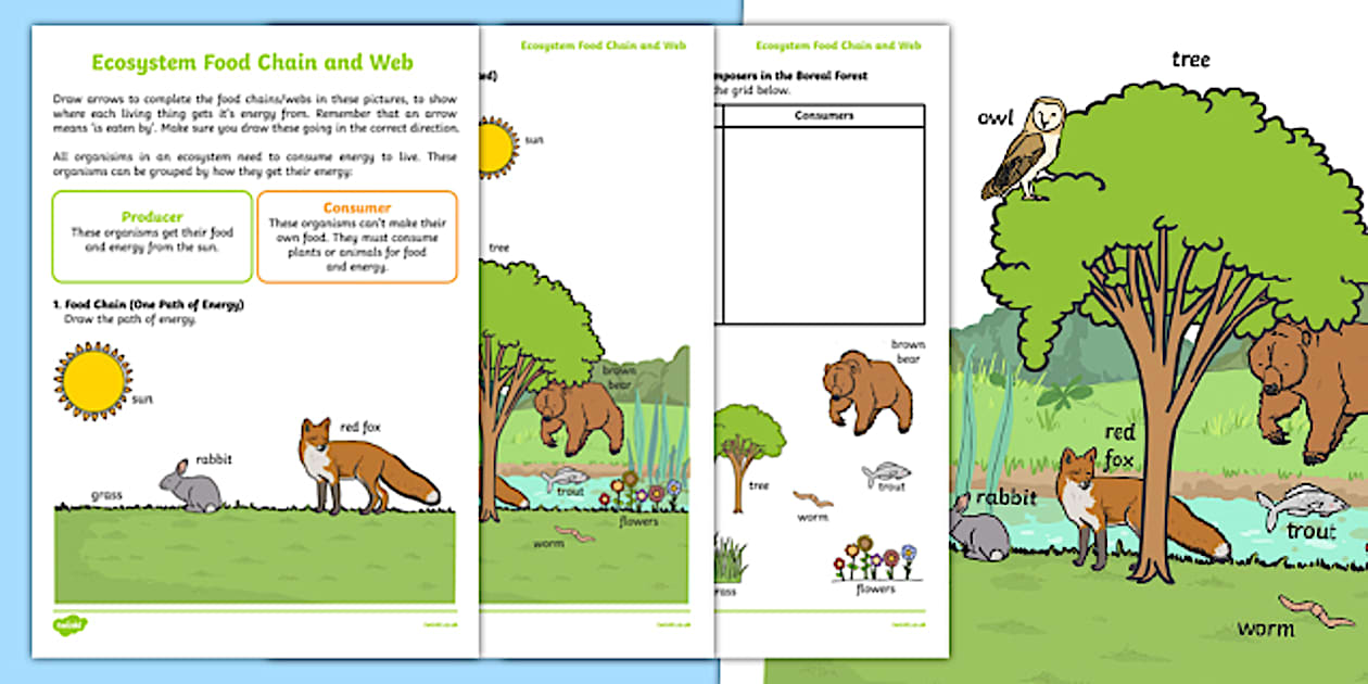 Editable Ecosystem Food Chain and Web Worksheets - Twinkl