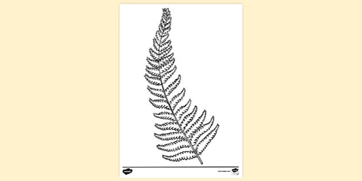 Bracken Fern Colouring Sheet | Primary Resources - Twinkl