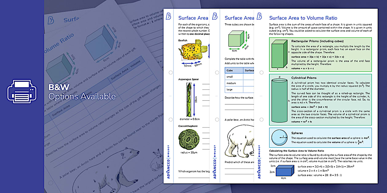 A Level Biology Maths Skills: Surface Area to Volume Ratio