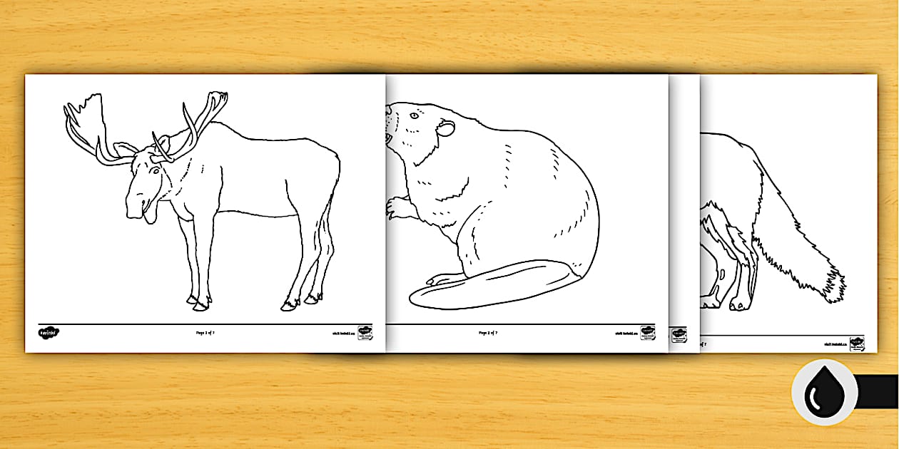 Canadian Animals Colouring Sheets - Twinkl