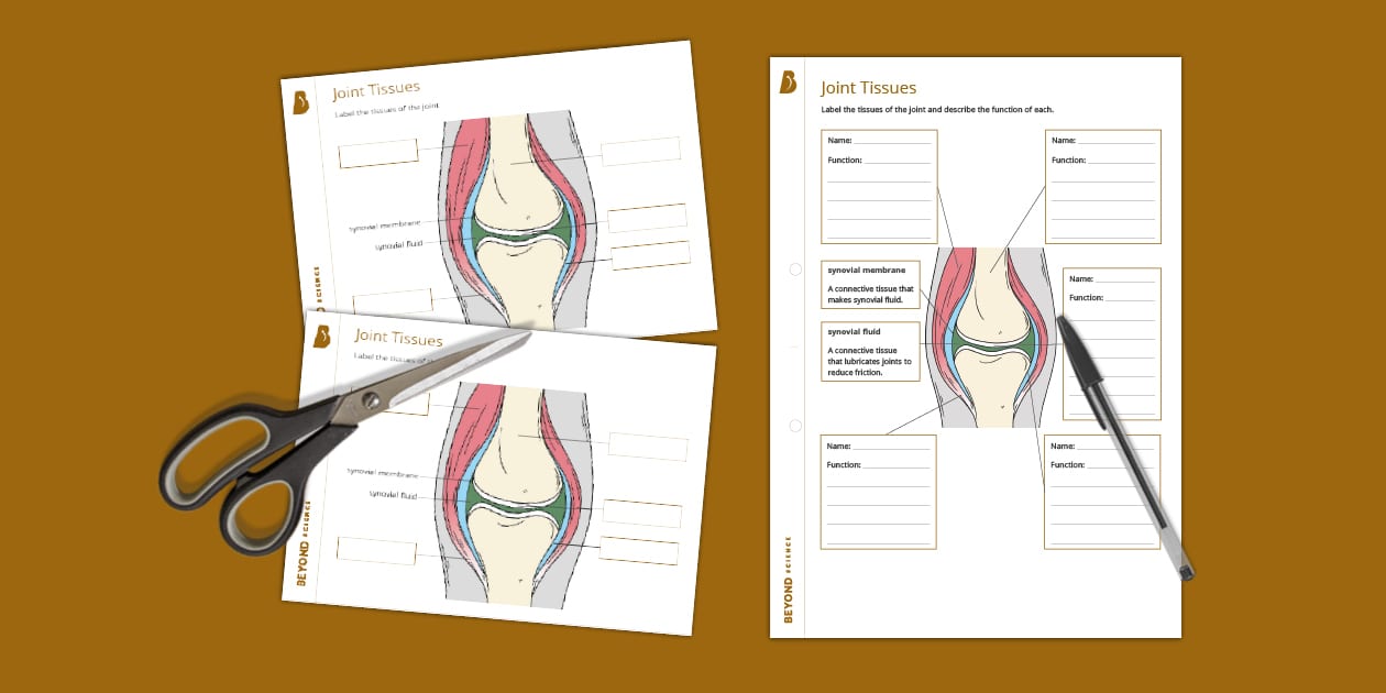 Joint Tissues and Functions Labelling Worksheet | Beyond