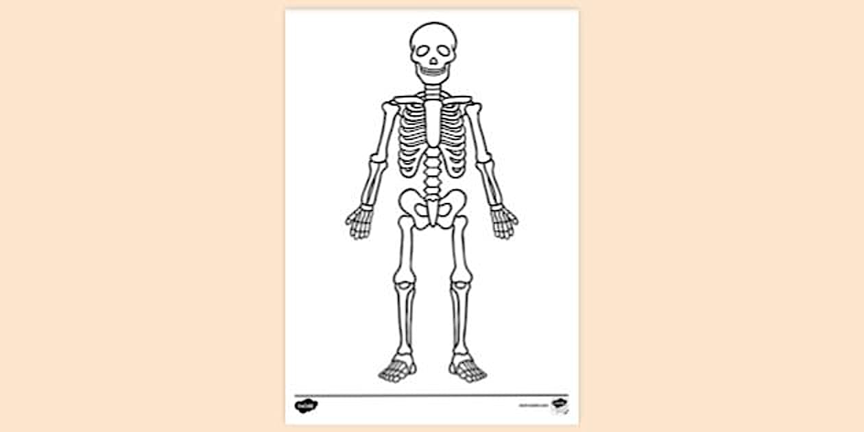 Proportional Skeleton Colouring | Colouring Sheets - Twinkl