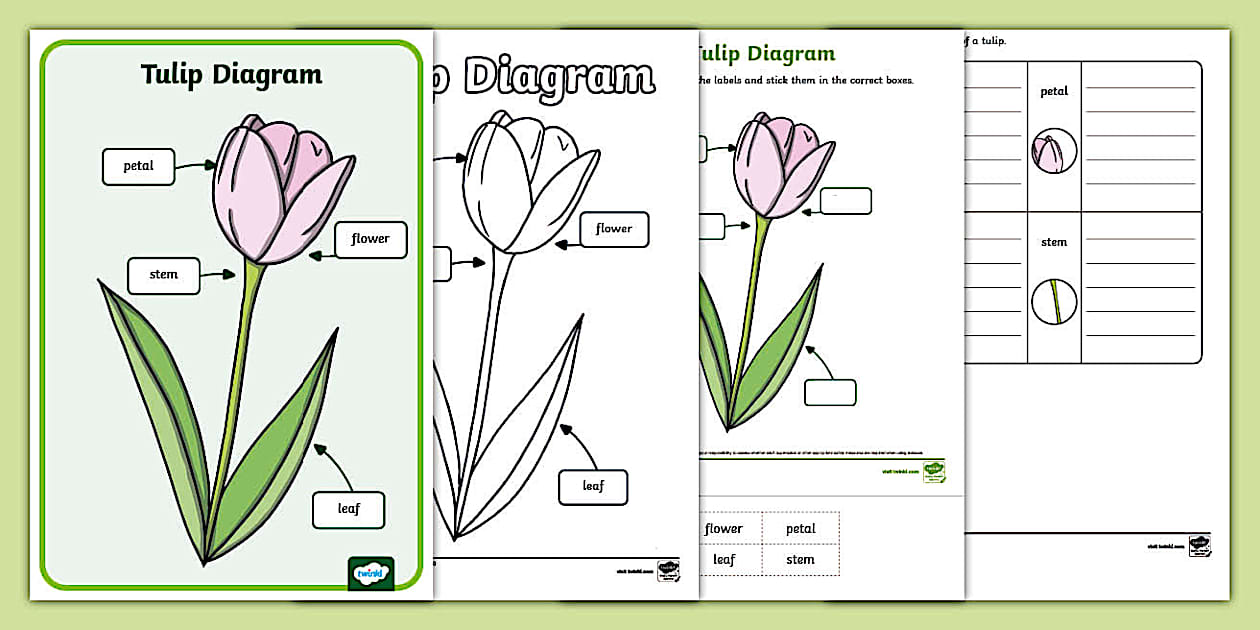 Tulip Diagram Pack (teacher made) - Twinkl