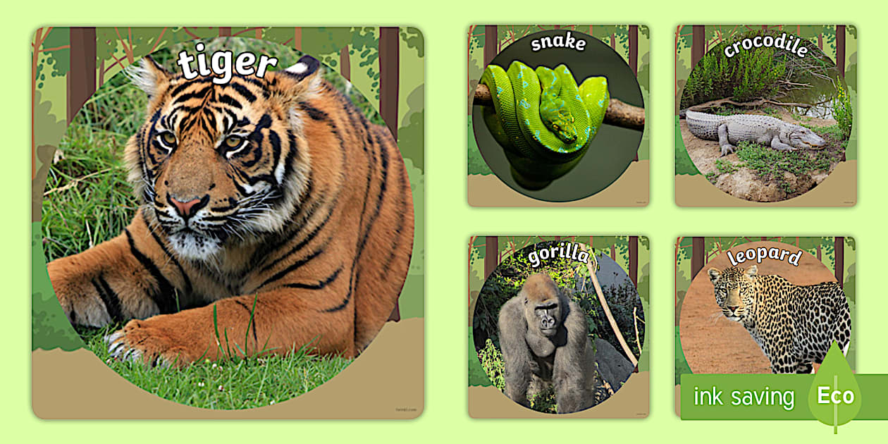 Jungle and Rainforest Display Photo Cut Outs - Twinkl