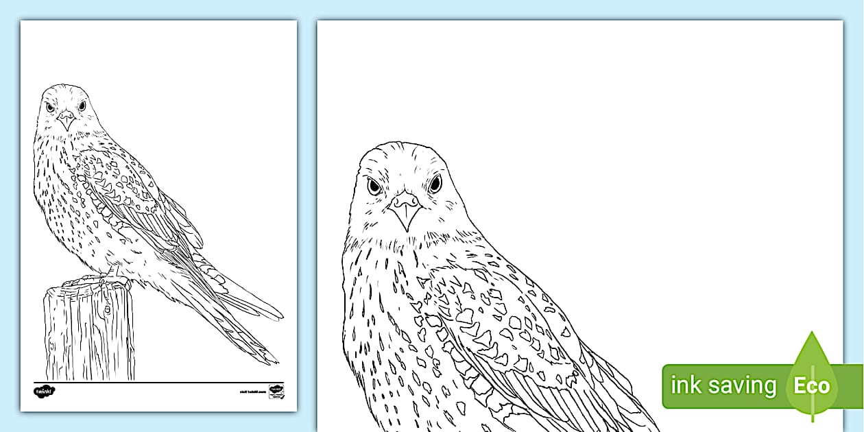 Kestrel Colouring Page (Teacher-Made) - Twinkl