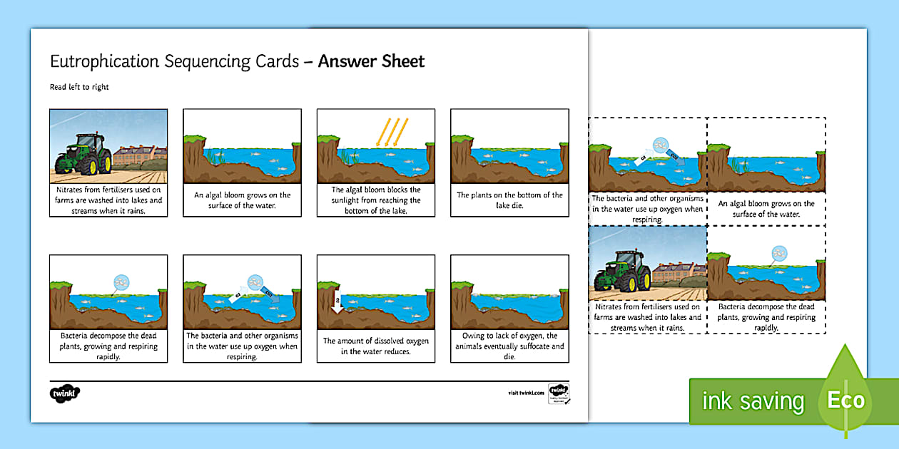 Eutrophication Sequencing Cards (teacher made) - Twinkl