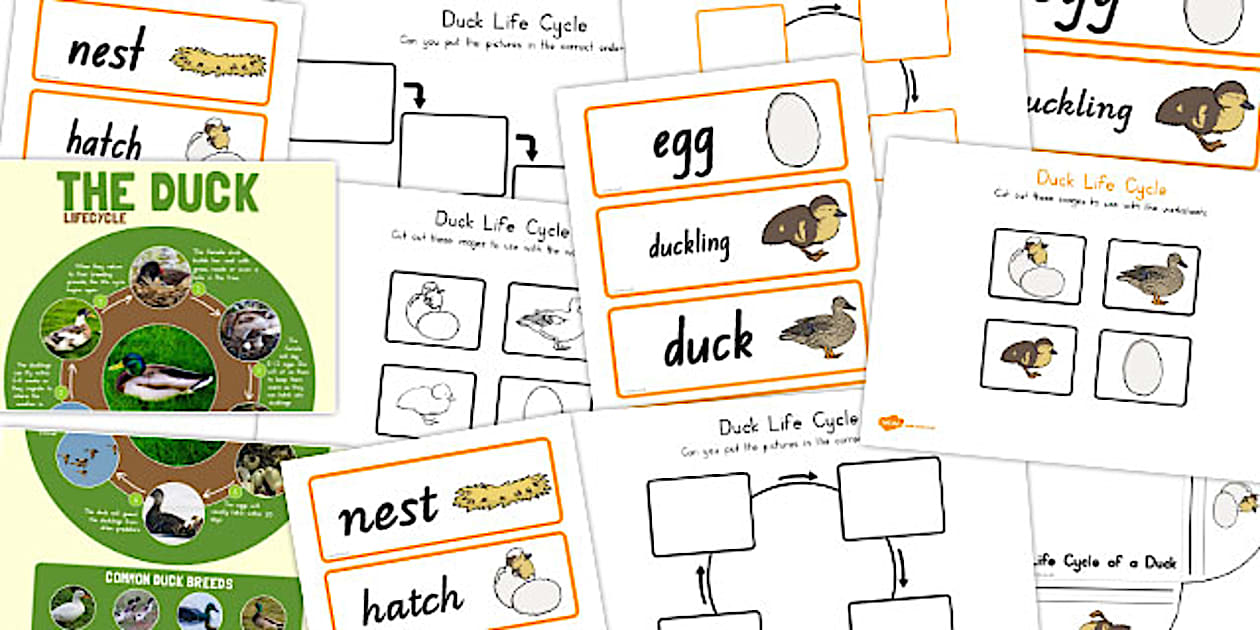 Duck Life Cycle Resource Pack (Teacher-Made) - Twinkl