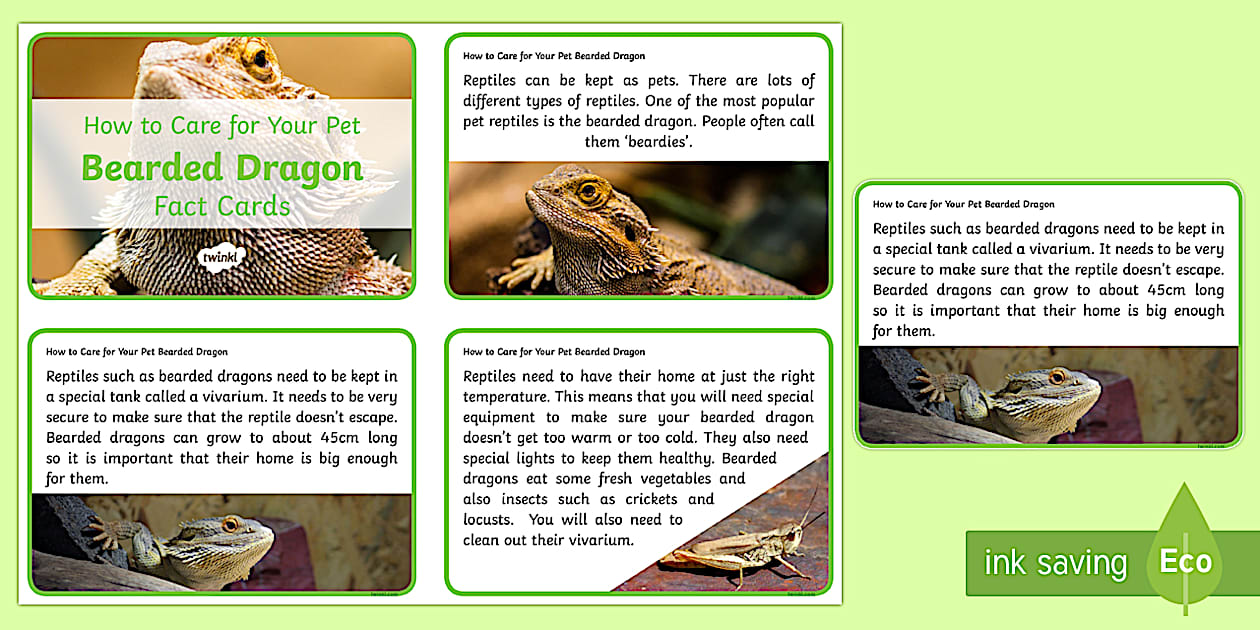 How to Care for Your Pet Bearded Dragon Fact Cards - Twinkl