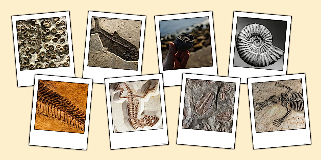 Fossil Instant Photo Style Display Images (teacher made)