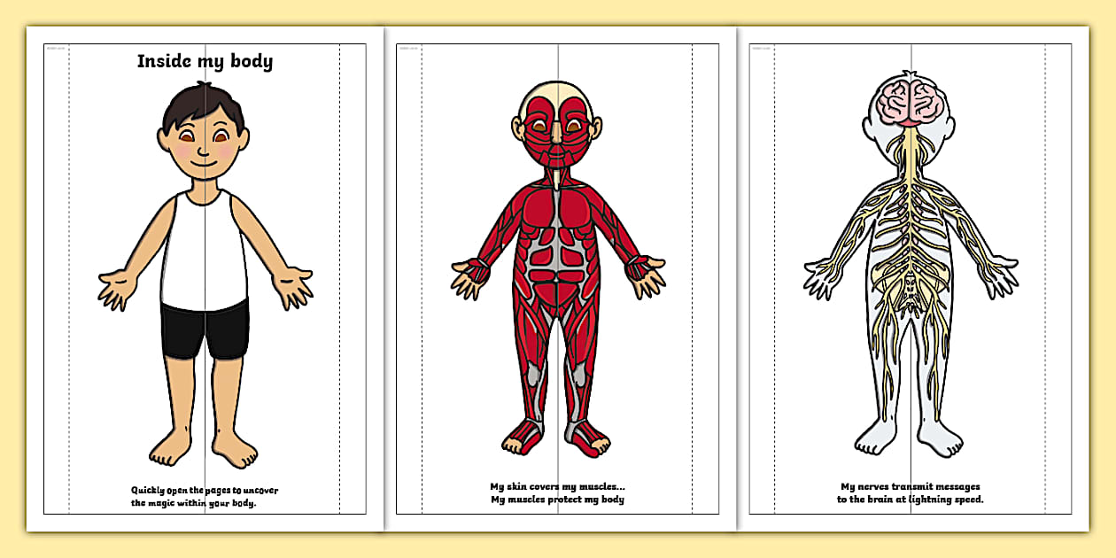 Human body in layers - Twinkl Colombia (teacher made)