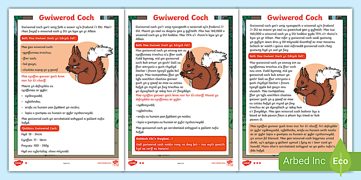 Ffeithiau am y Wiwer Goch (Teacher-Made) - Twinkl