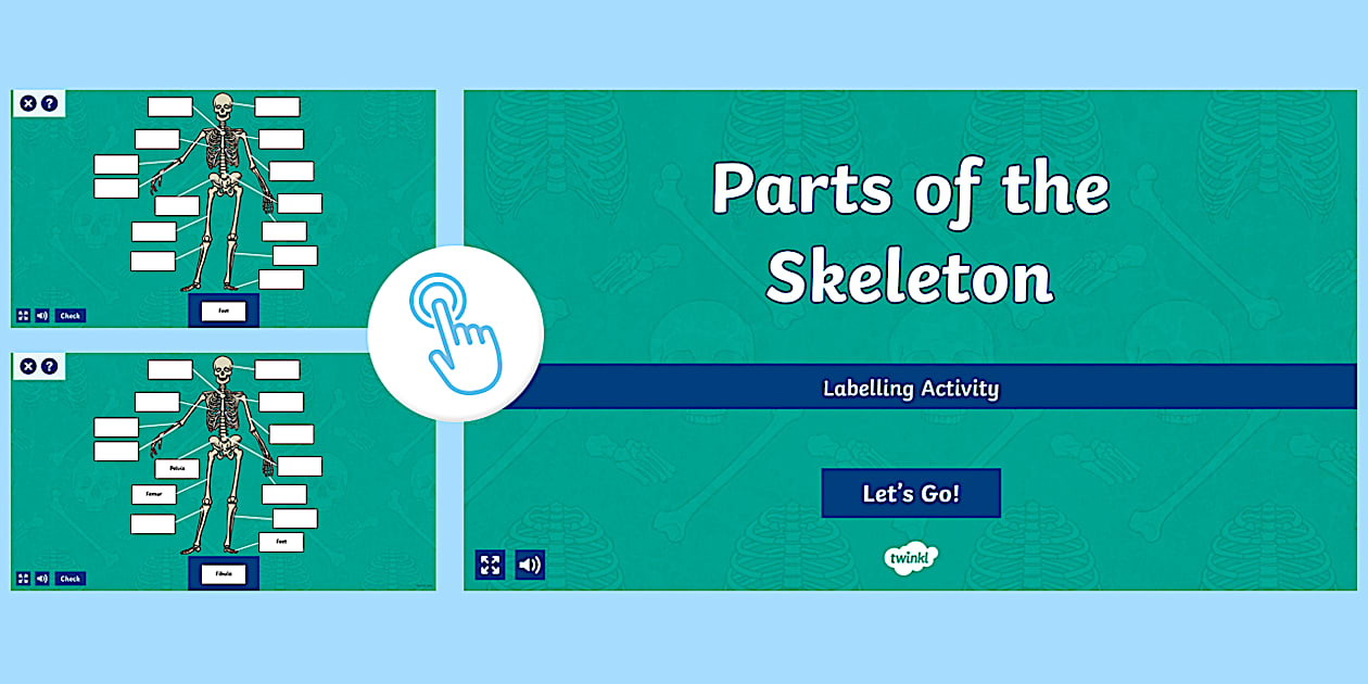 Interactive Skeleton Labelling Activity | Twinkl Go!