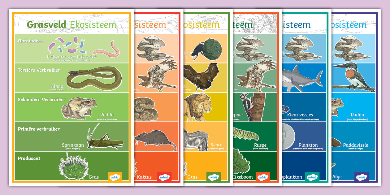 Voedselkettings in Hul Natuurlike Omgewings Vertoonplakkate