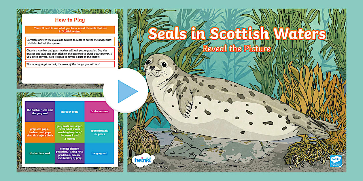 Seals in Scottish Waters Reveal Picture PowerPoint Activity