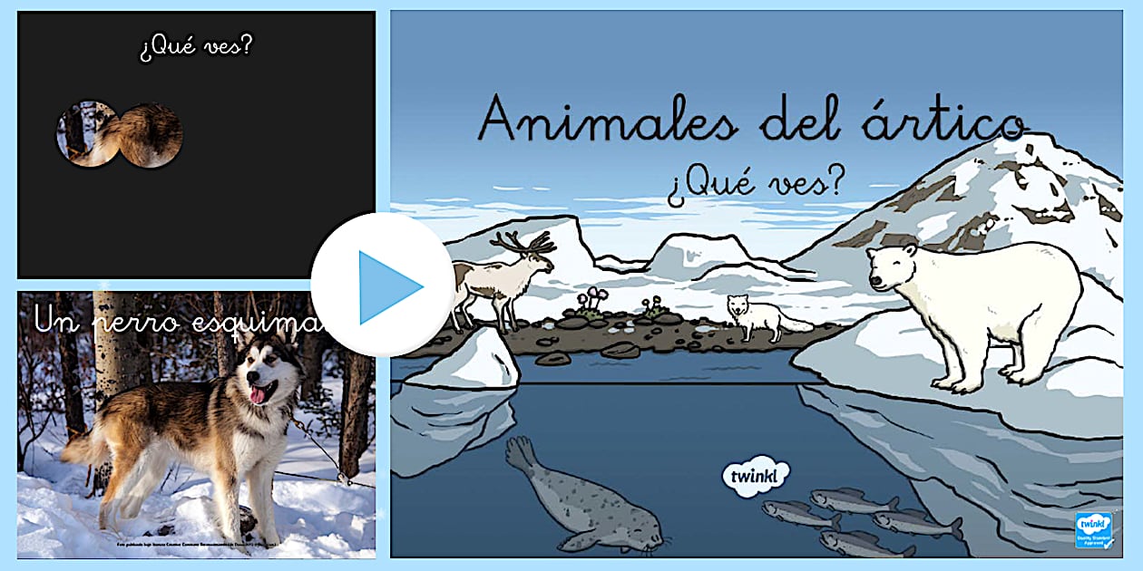 Presentación: Los animales del Ártico | Recursos | Twinkl