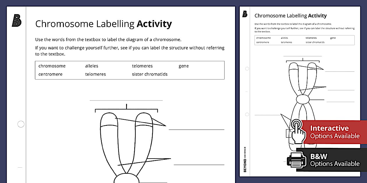 Chromosome Labelling Activity (teacher made) - Twinkl