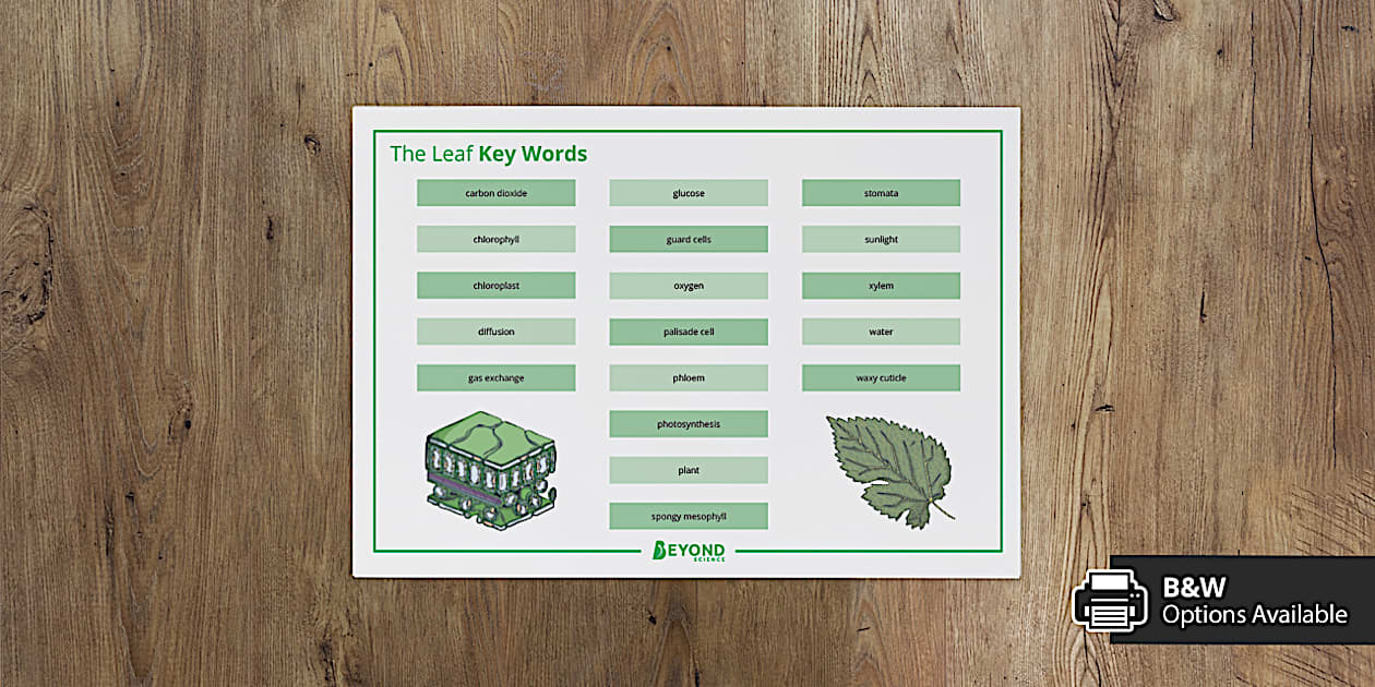 Leaf Word Mat | Biology | Beyond Secondary (teacher made)