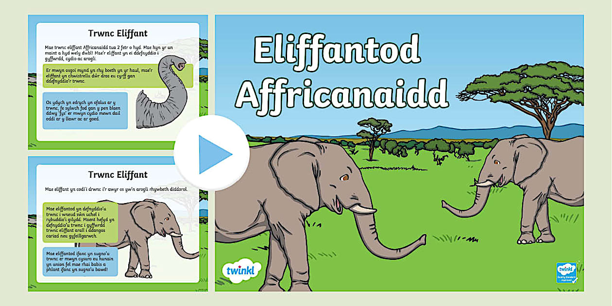 Pŵerbwynt Gwybodaeth am Eliffantod Affricanaidd - Twinkl