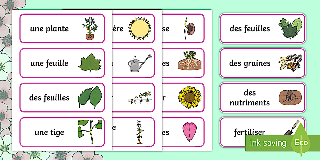 Cartes de vocabulaire : Les plantes Cartes de vocabulaire
