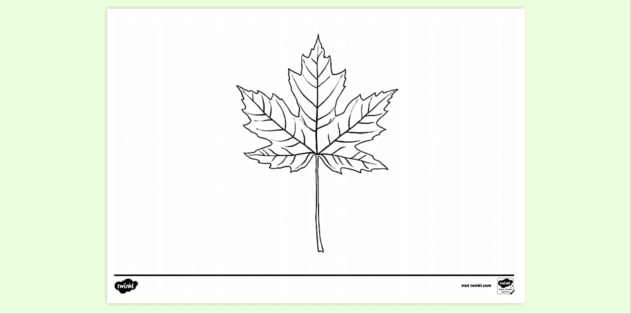 Big Leaf Maple Colouring Sheet | Colouring Sheets - Twinkl