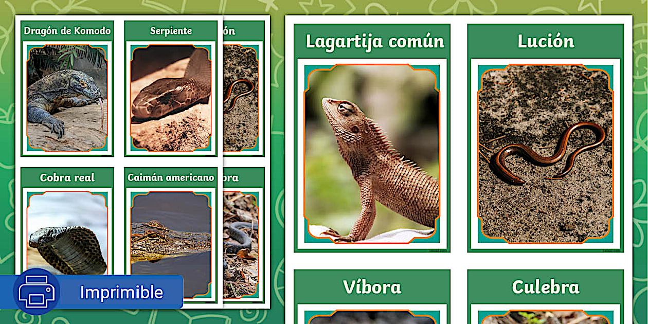 Tarjetas: Reptiles (teacher made) - Twinkl