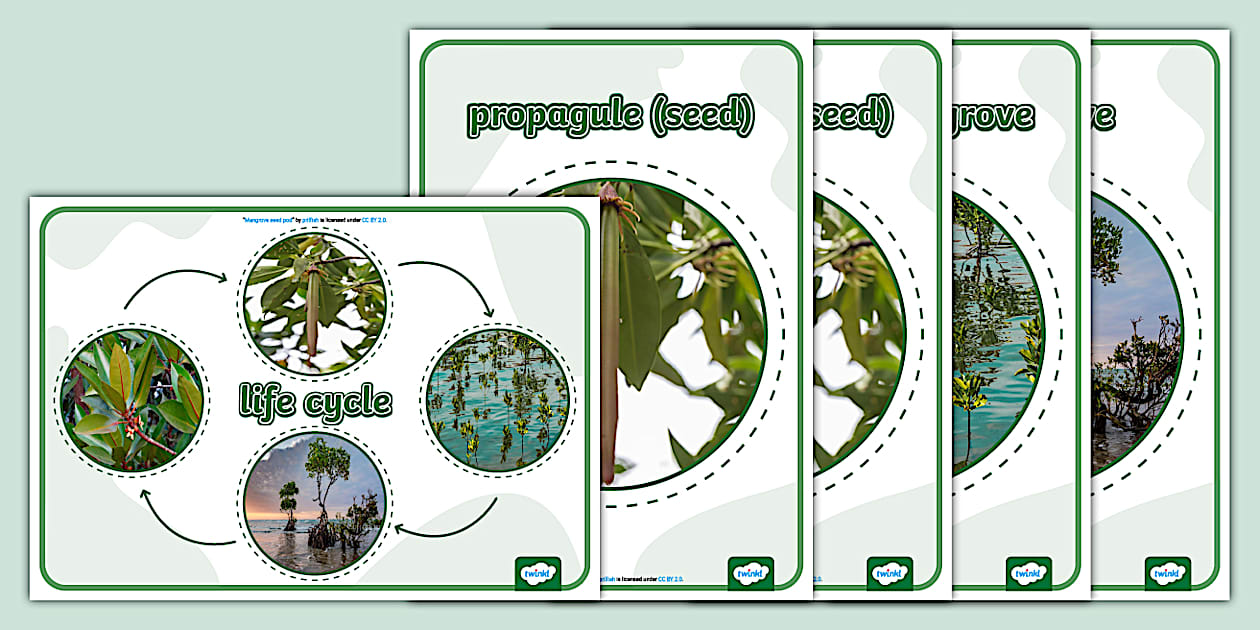 Life Cycle of a Mangrove Display Posters (teacher made)