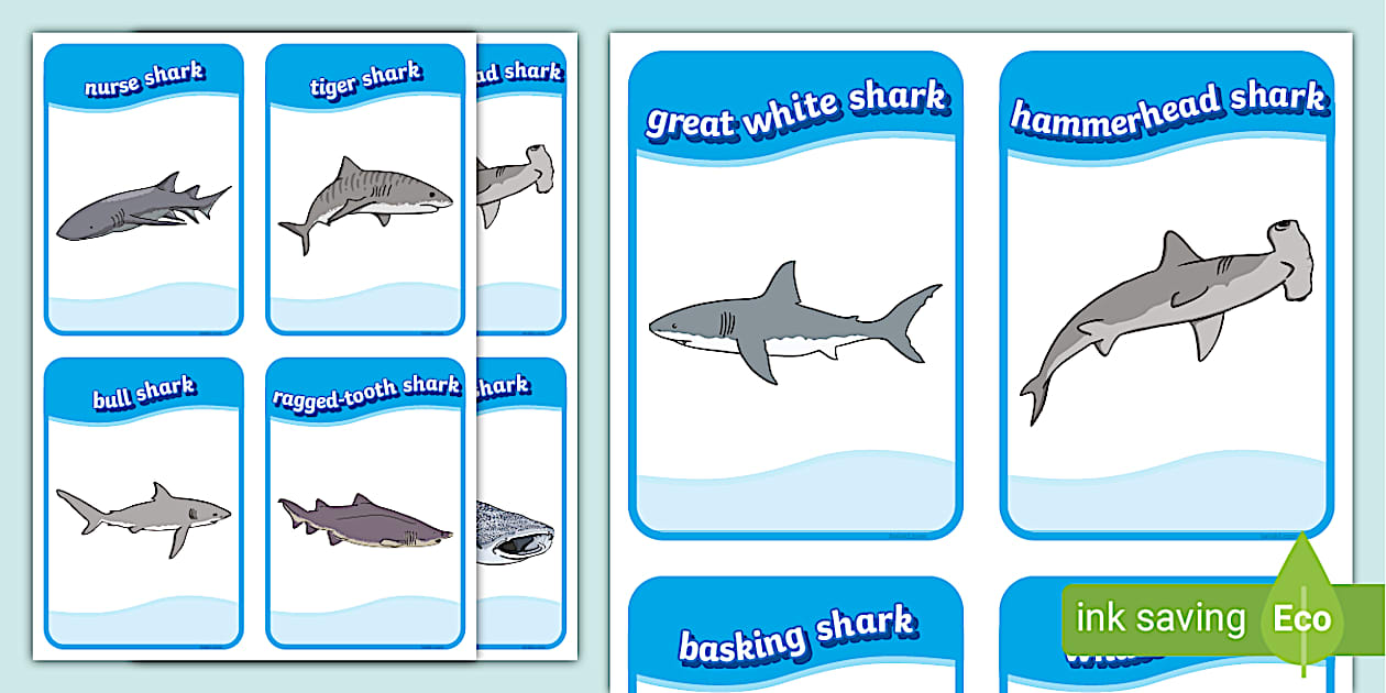 Sharks Flashcards (teacher made) - Twinkl