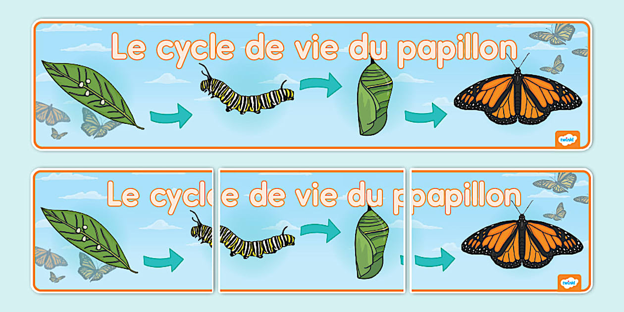 Bannière : Le cycle de vie du papillon - Twinkl