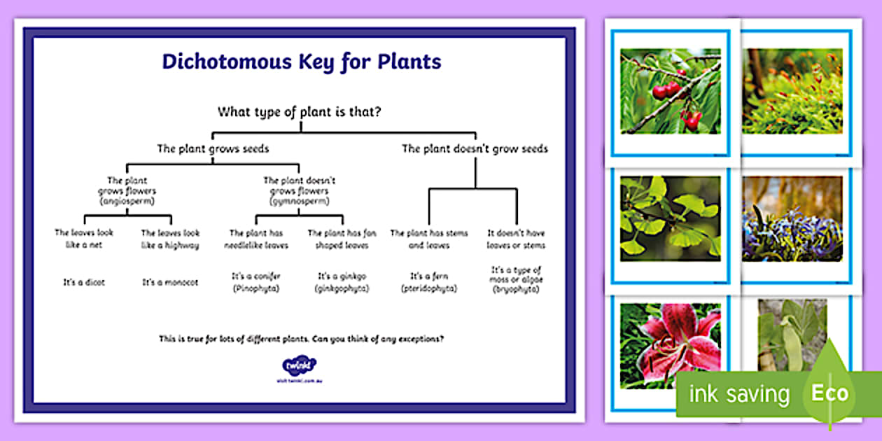 Dichotomous Key for Plants Matching Game - Twinkl