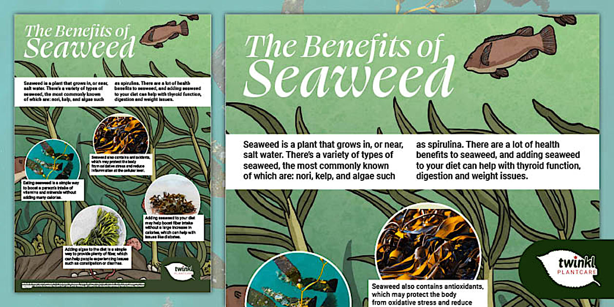The Benefits of Seaweed | Plants, Health, Sea, Kelp - Twinkl