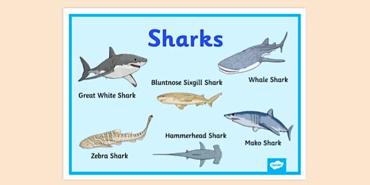 Sharks Poster | Primary Resources | Twinkl Made - Twinkl
