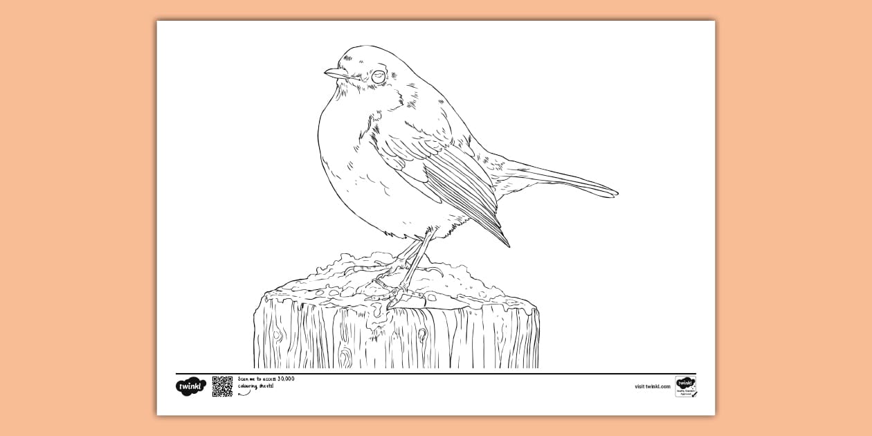 Birds in Winter Colouring Page | Colouring Sheets - Twinkl