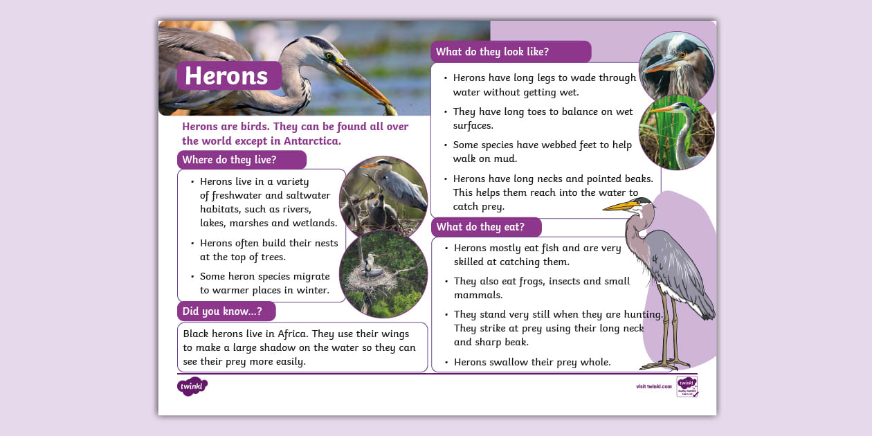 KS1 Heron Fact File - Birds (creat de profesori) - Twinkl