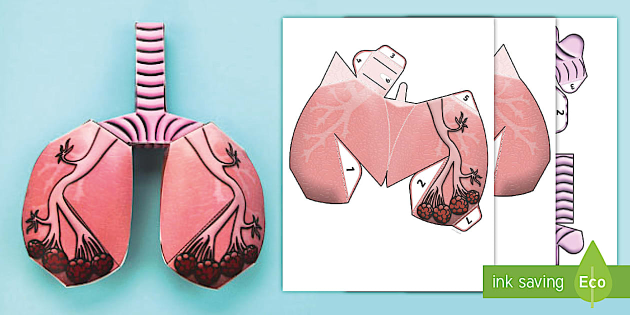 Lungs 3D Paper Model Worksheet (teacher made) - Twinkl