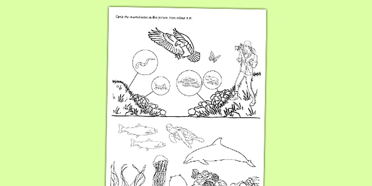 Spot the Invertebrates Worksheet / Worksheet - Twinkl