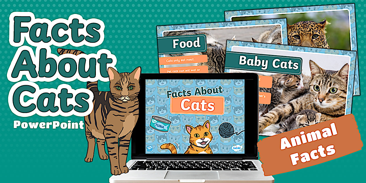 KS1 Facts About Cats PowerPoint